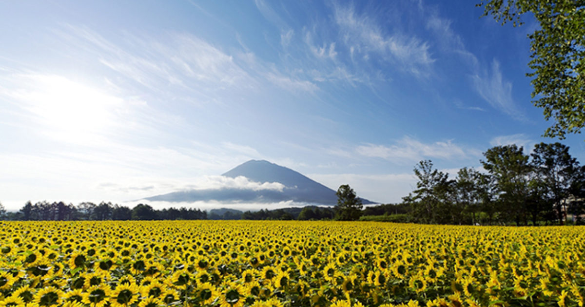 5 Reasons to Visit Niseko in Summer | Niseko Central